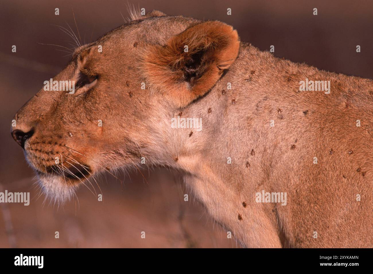 Tsavo lion maneless hi-res stock photography and images - Alamy