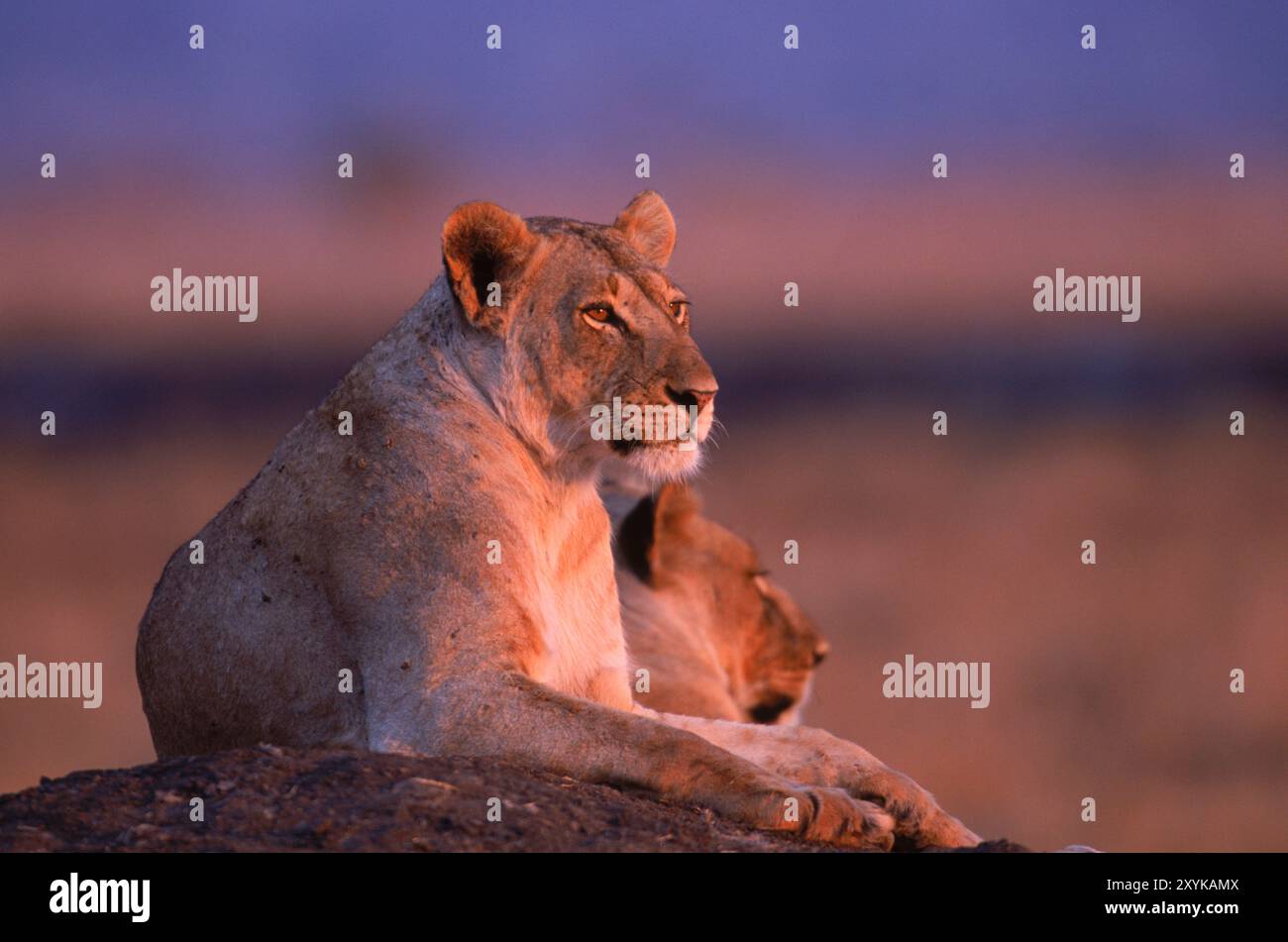 Maneless lions in Kenya Stock Photo - Alamy