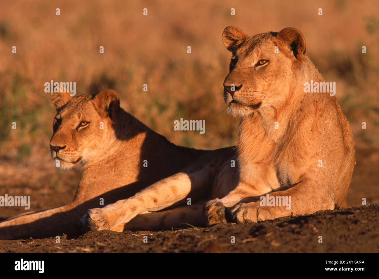 Tsavo maneless lions hi-res stock photography and images - Alamy