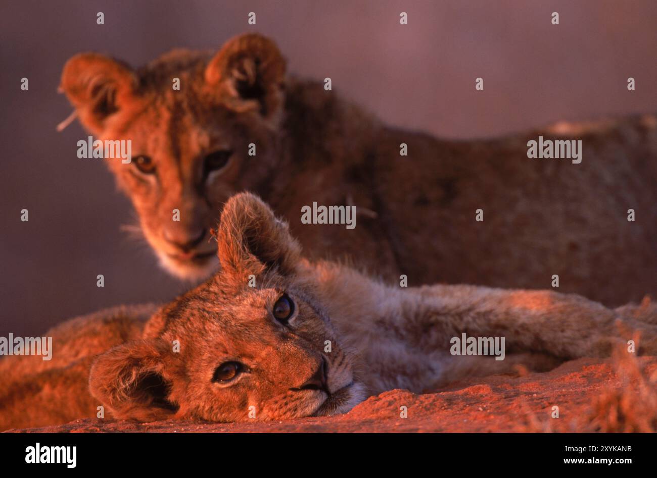 Maneless lions hi-res stock photography and images - Alamy