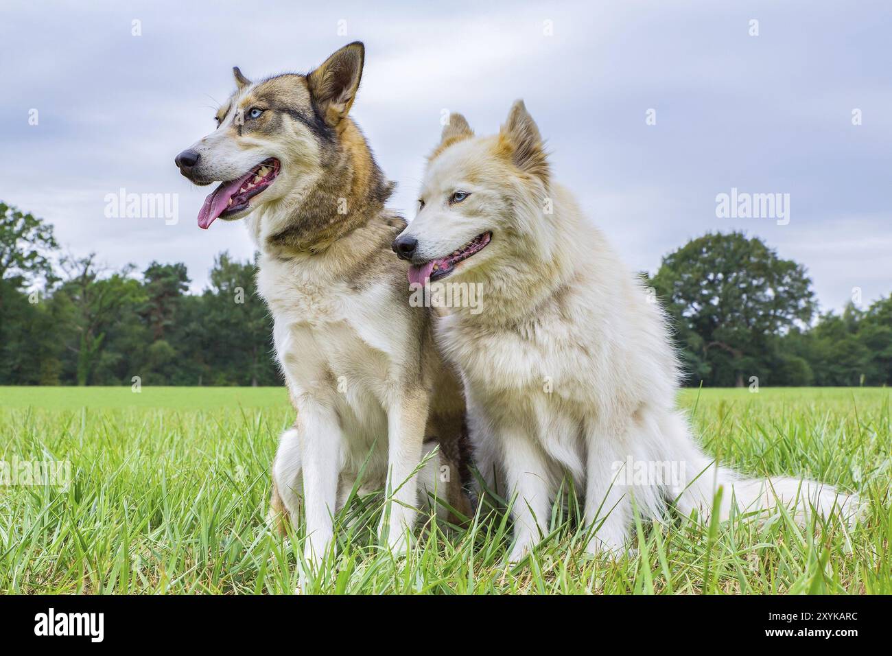 2 dog breeds and outside hi-res stock photography and images - Alamy