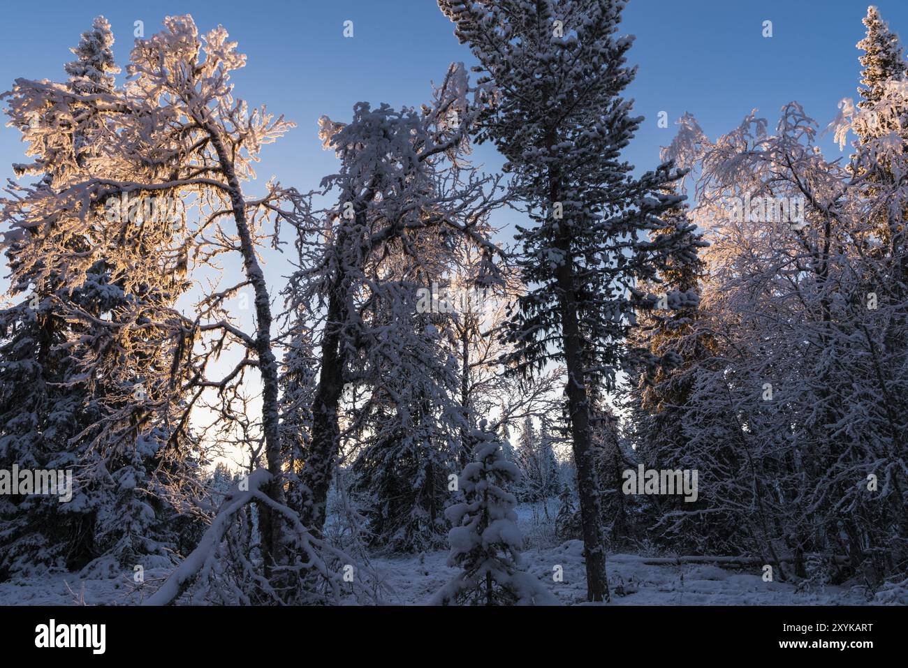 Frost-covered winter landscape, Muddus National Park, Laponia World ...