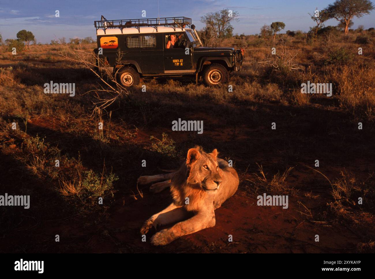 Maneless male lion rests on the plains, Kenya Stock Photo - Alamy