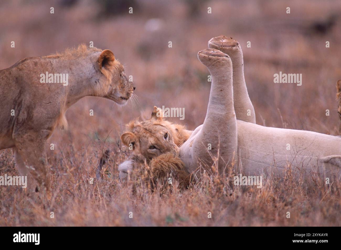 Tsavo maneless lions hi-res stock photography and images - Alamy