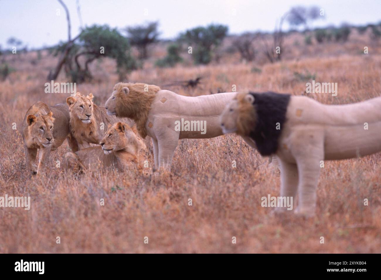 Tsavo maneless lions hi-res stock photography and images - Alamy