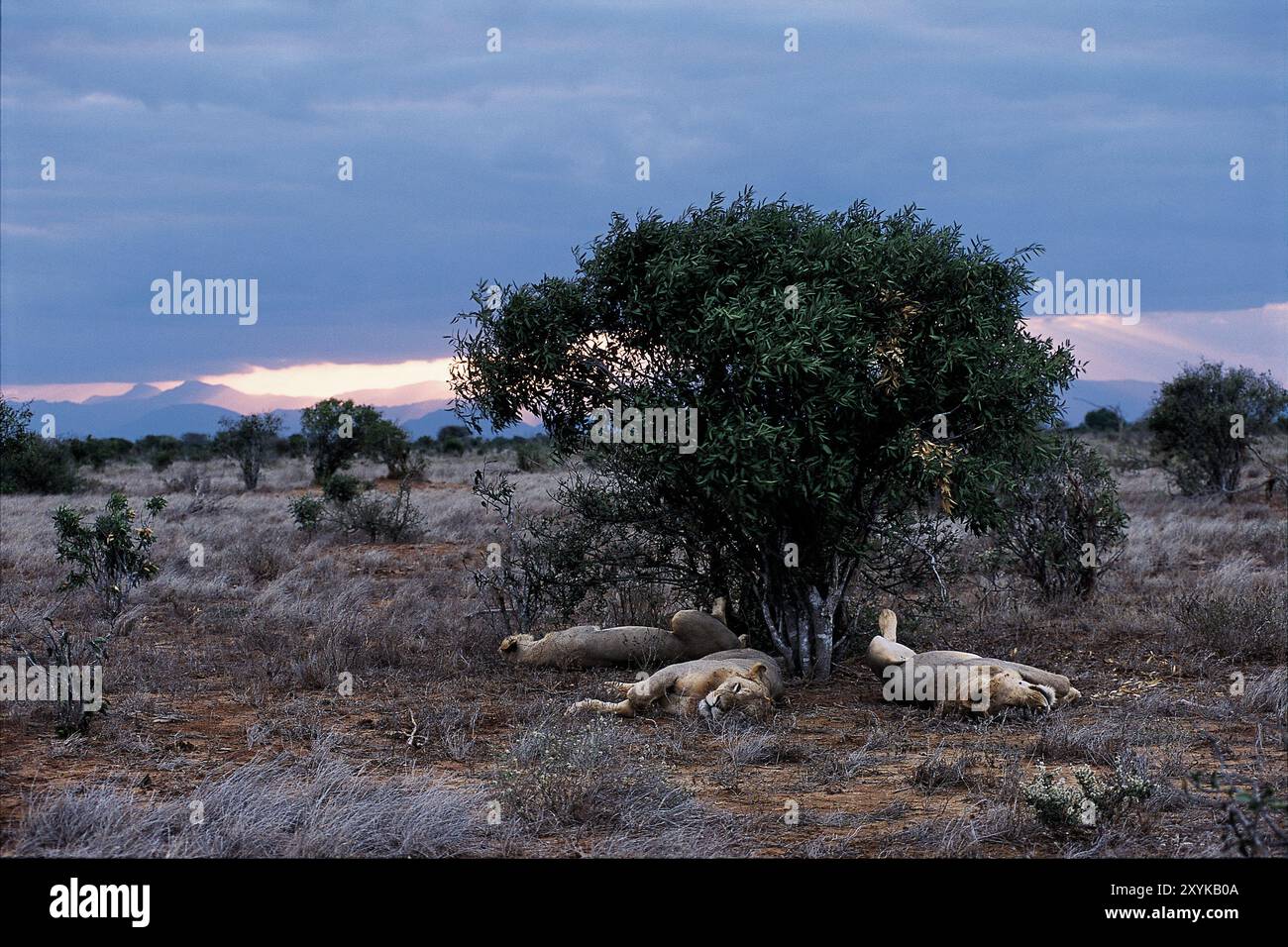 Lions at rest hi-res stock photography and images - Alamy