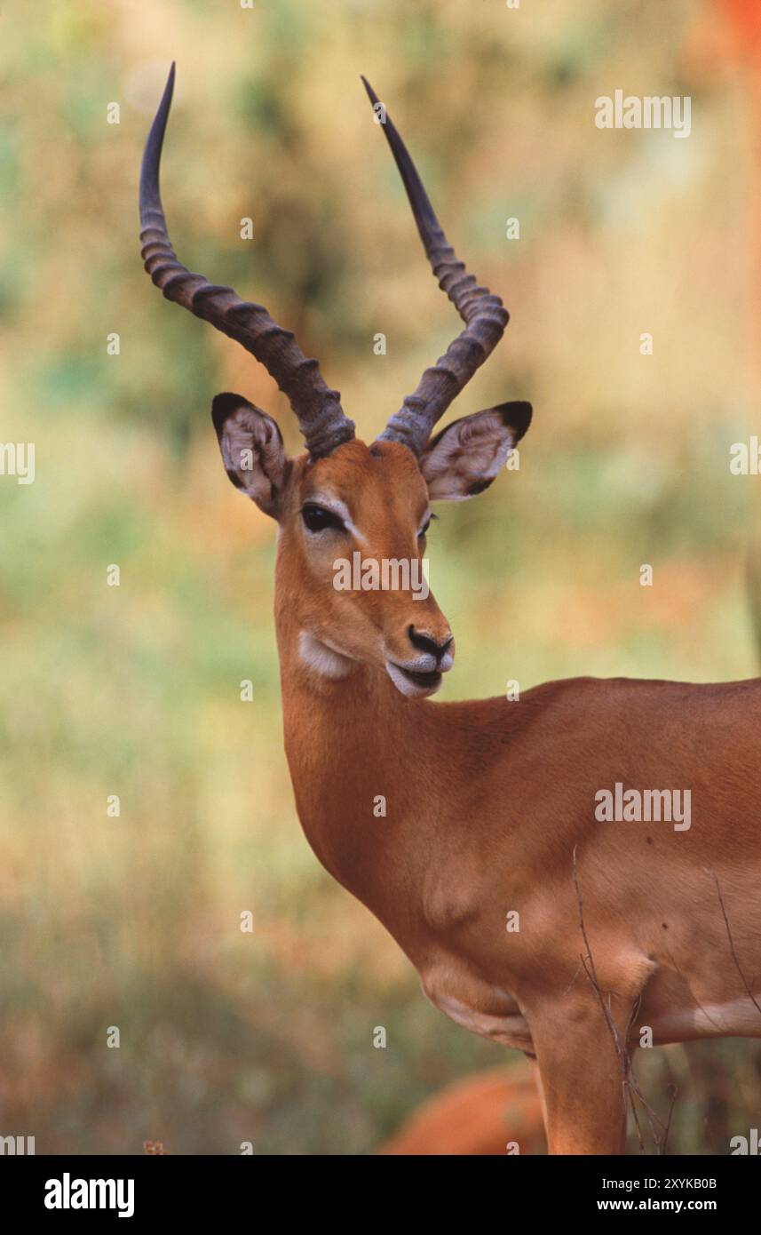 Impala horn hi-res stock photography and images - Alamy