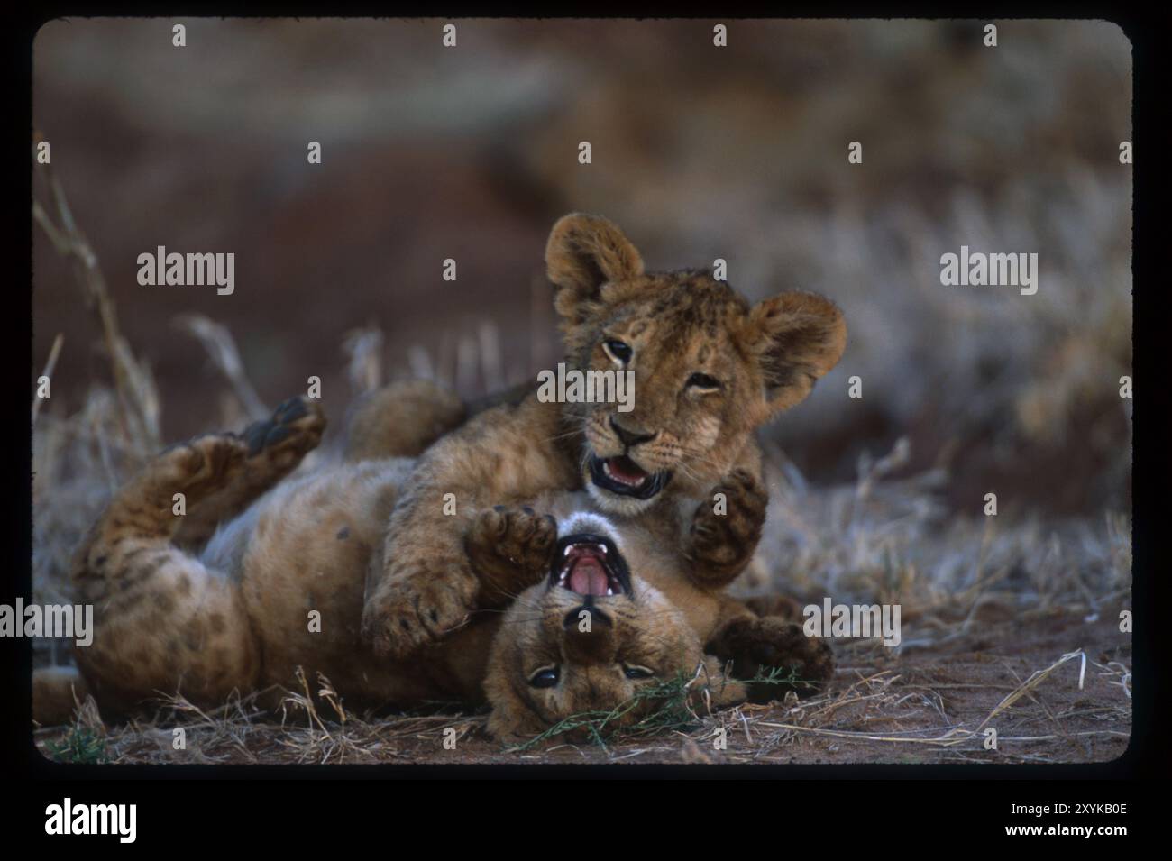 Lion cubs cute animals hi-res stock photography and images - Alamy