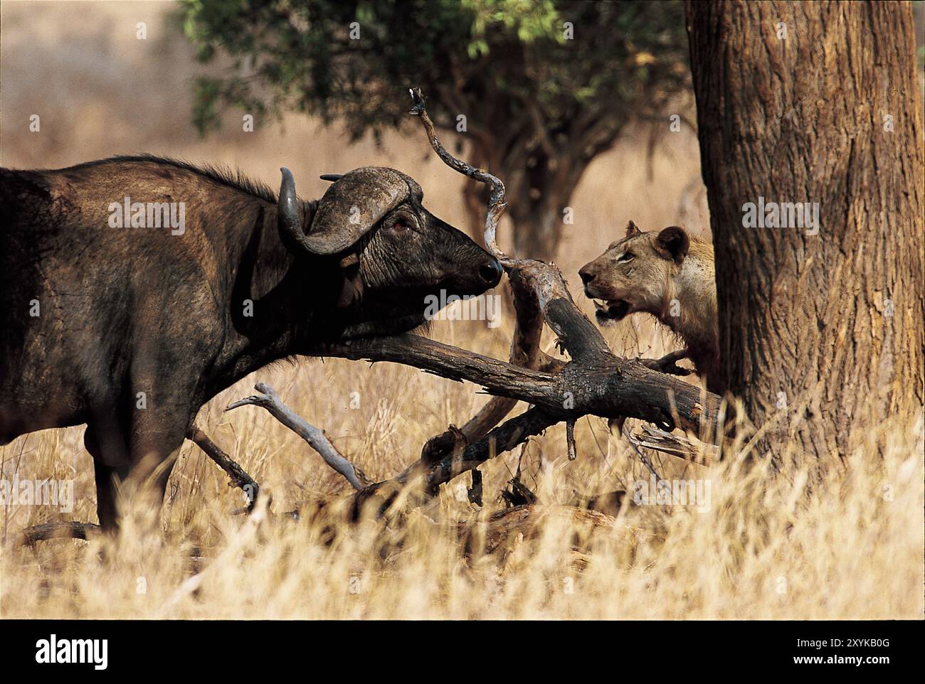 Lion predation hi-res stock photography and images - Alamy