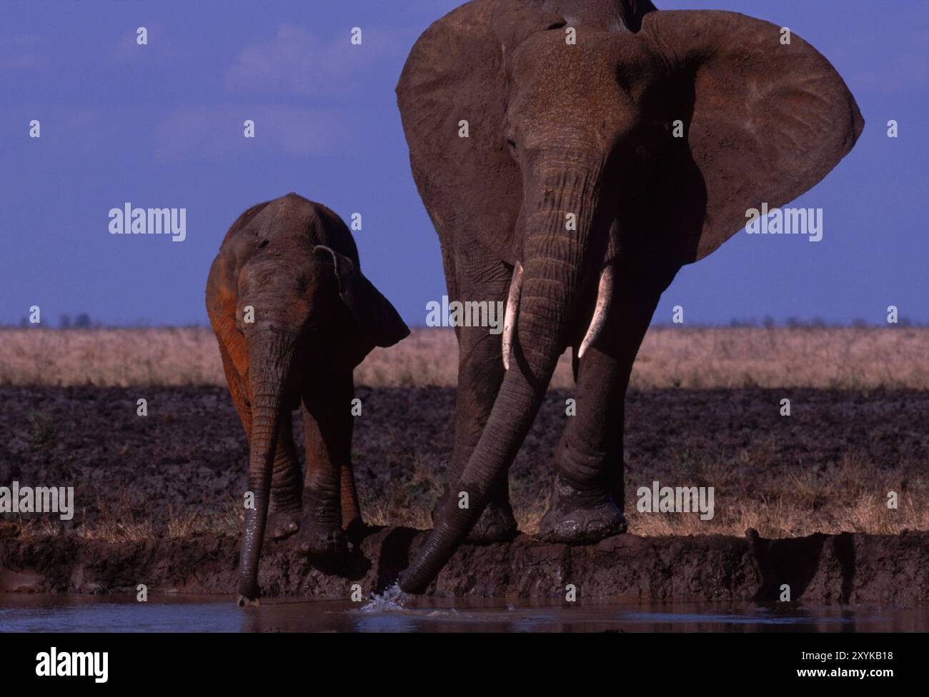 Elephants kenya hi-res stock photography and images - Alamy