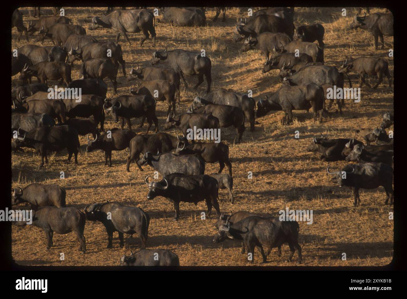 Buffalo kenya hi-res stock photography and images - Alamy