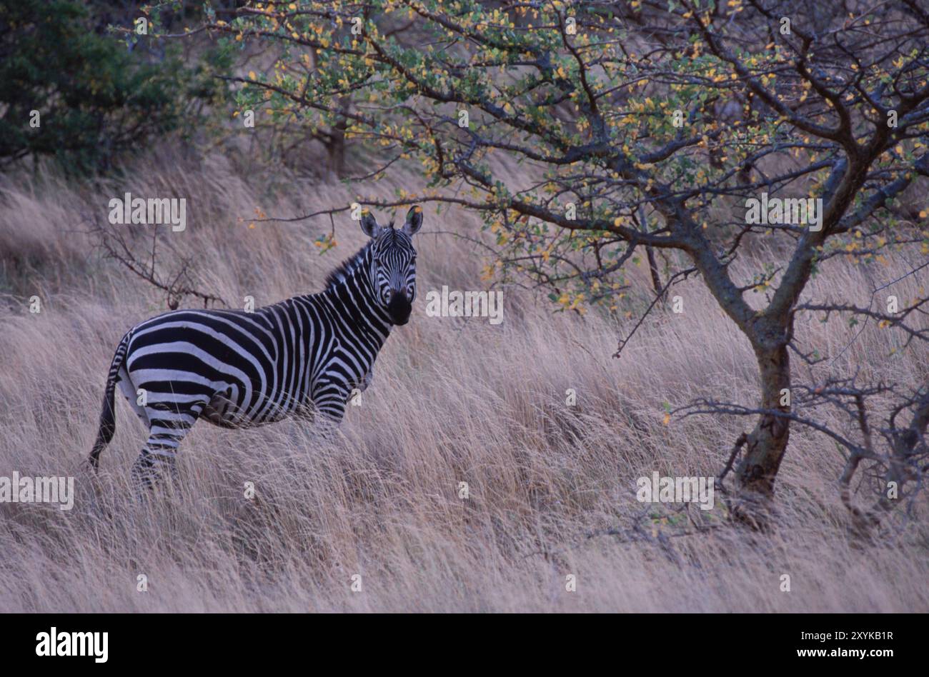 Burchell's zebra in Kenya Stock Photo - Alamy