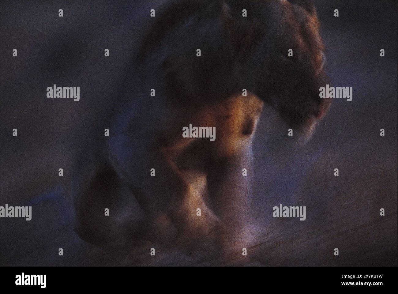 Ghost lion hi-res stock photography and images - Alamy