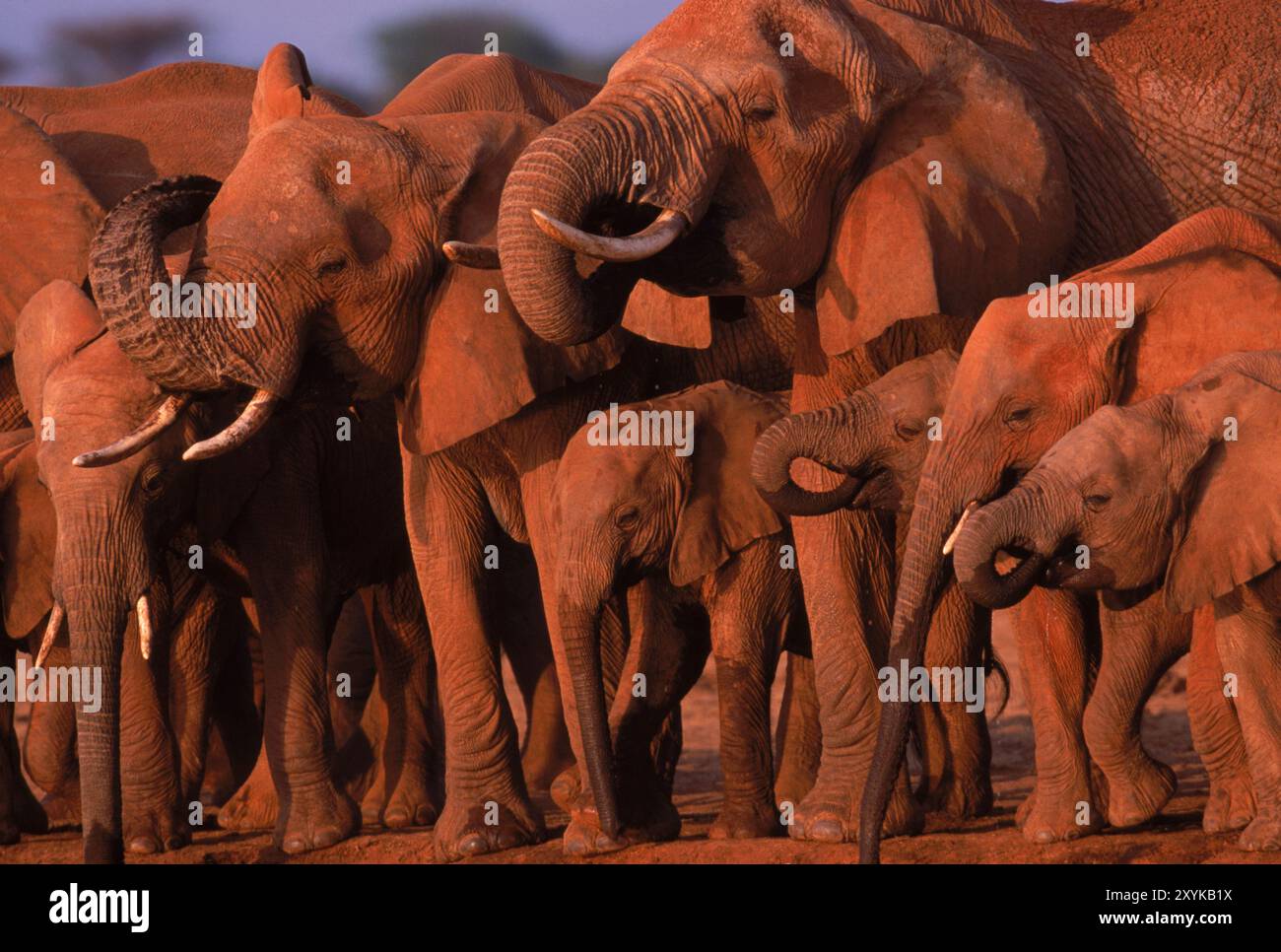 African elephants, Kenya Stock Photo - Alamy