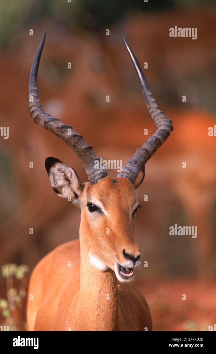 Male impala antelope in hi-res stock photography and images - Alamy