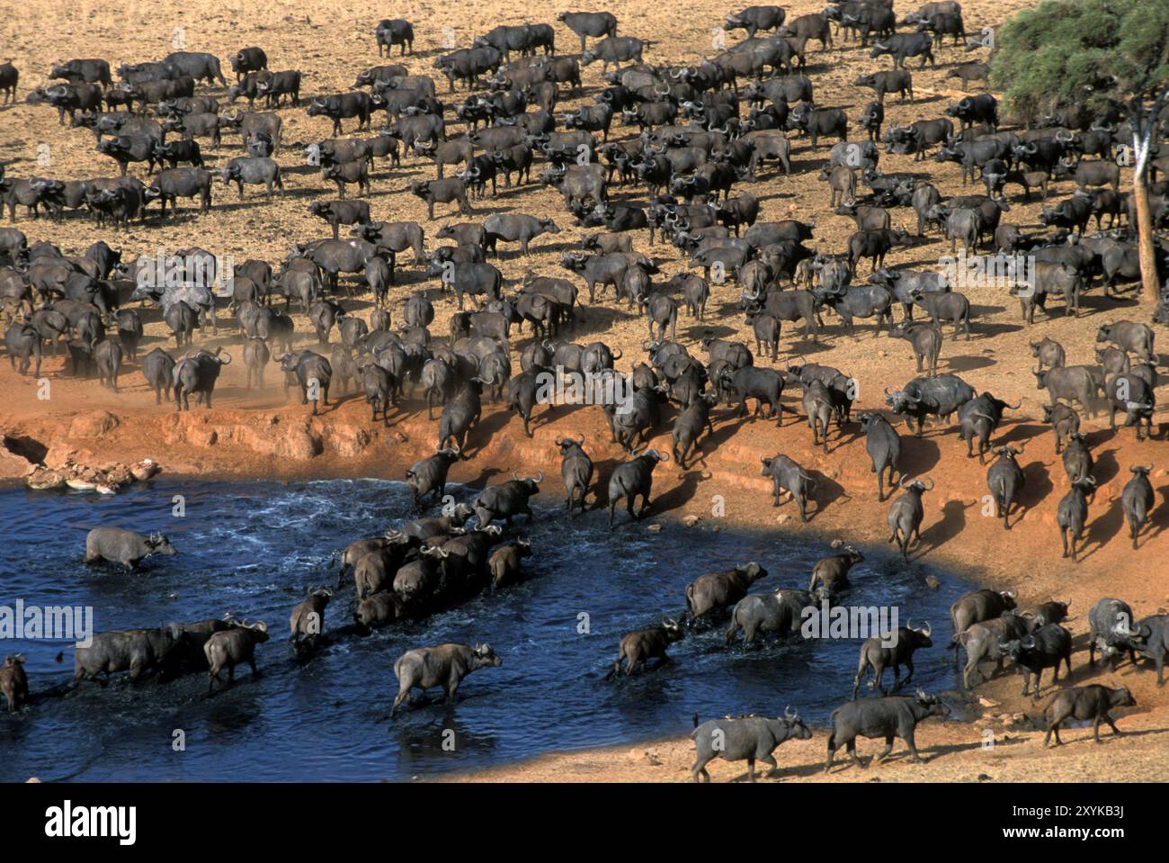 Herd of Cape buffalo, Kenya Stock Photo - Alamy