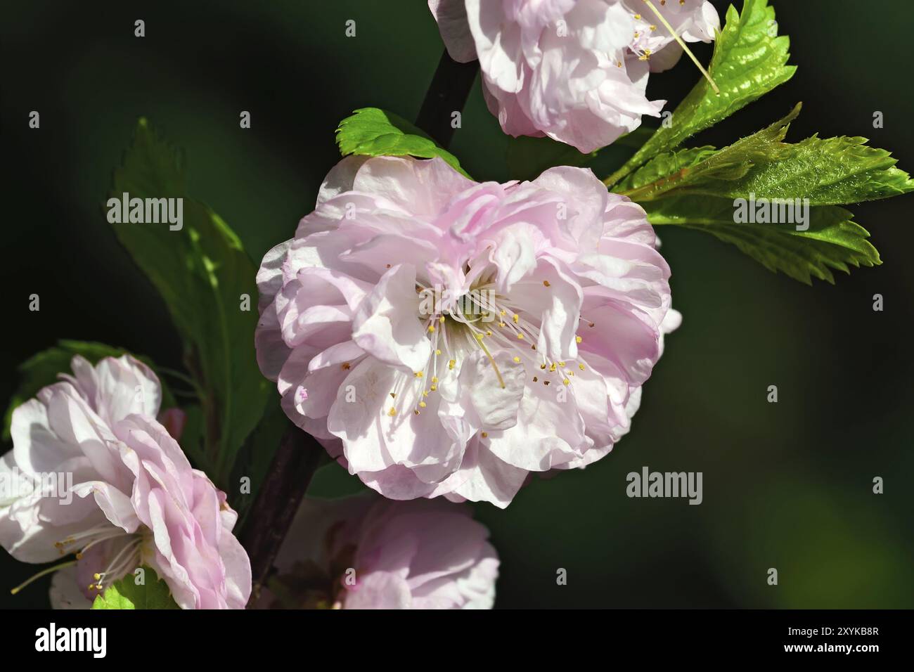 Pink flowering almond prunus triloba shrub hi-res stock photography and ...