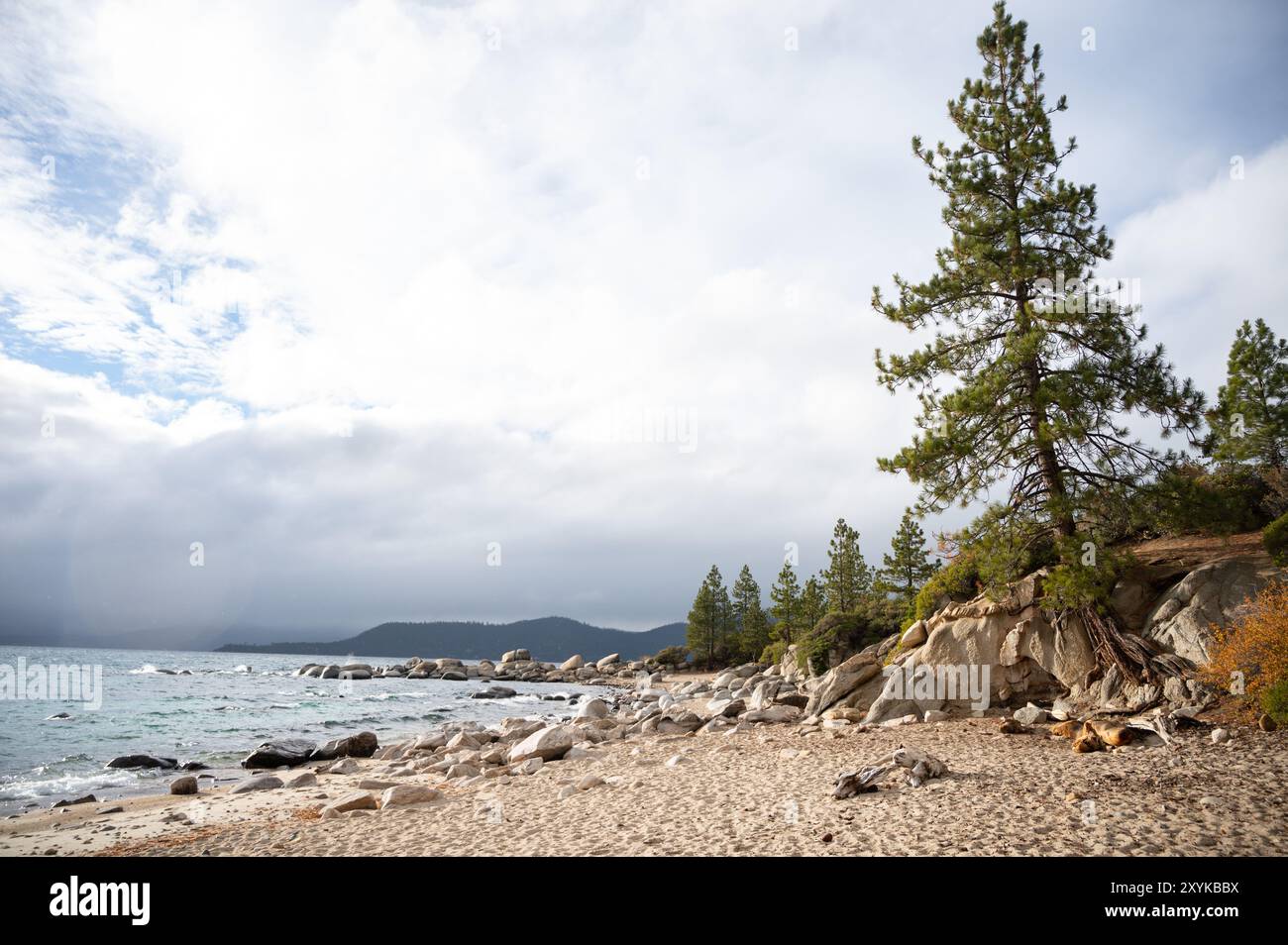 Dramatic view of large pine tree and boulders at lake tahoe Stock Photo ...