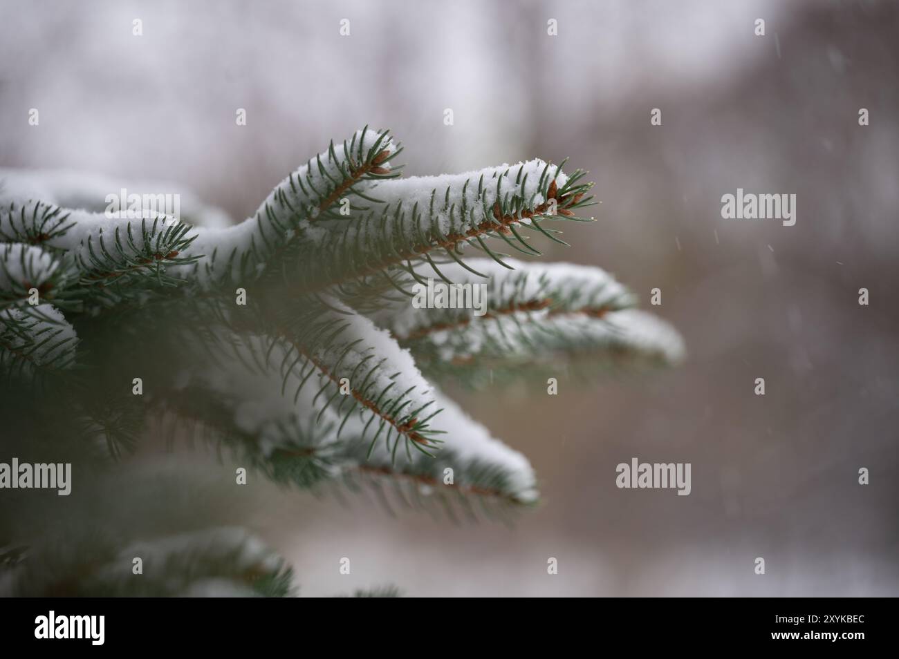 Tree branch details hi-res stock photography and images - Alamy