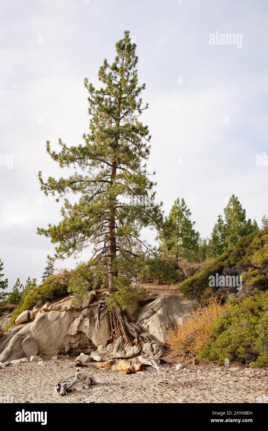 large pine with roots growing on top of boulder above sandy lake shore ...