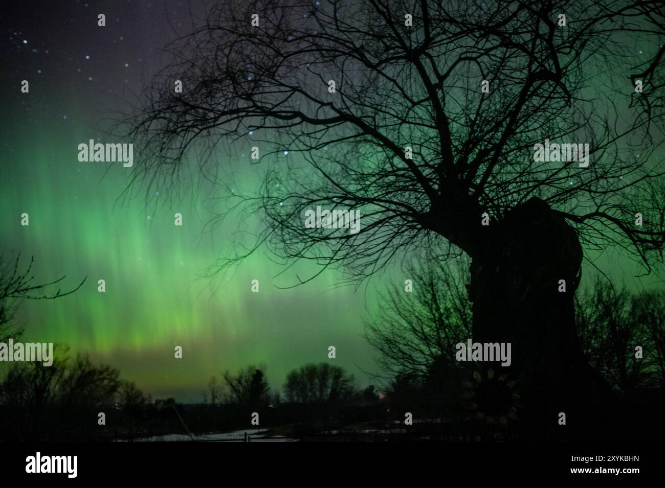 Silhouette of willow tree at night with northern lights in Michigan ...