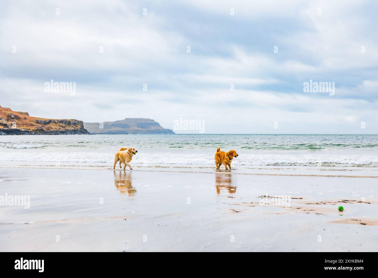 Two Dogs Running on the Beach Stock Photo - Alamy