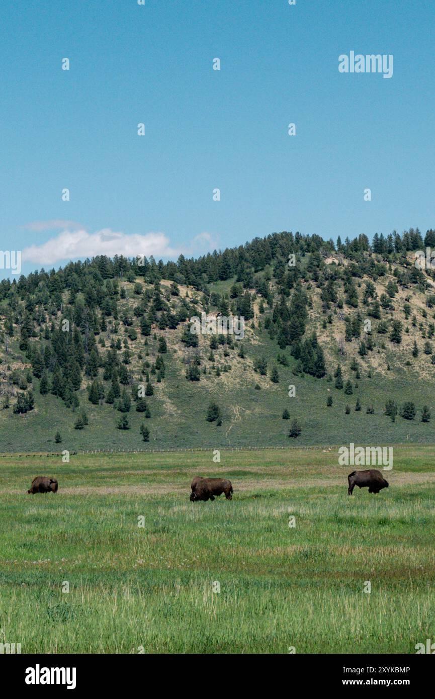 Buffalo beauty hi-res stock photography and images - Alamy