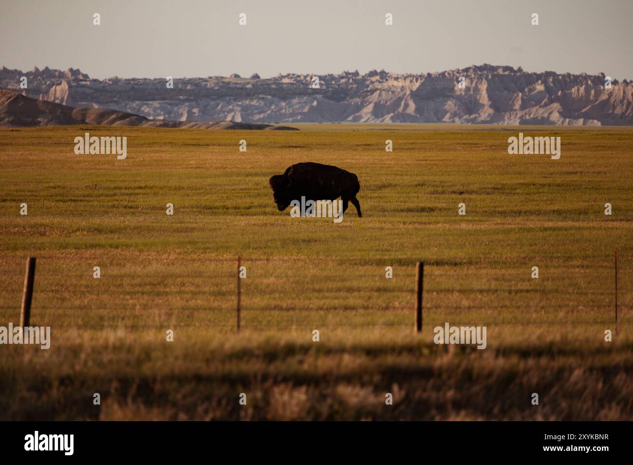 Badlands national park buffalo hi-res stock photography and images - Alamy