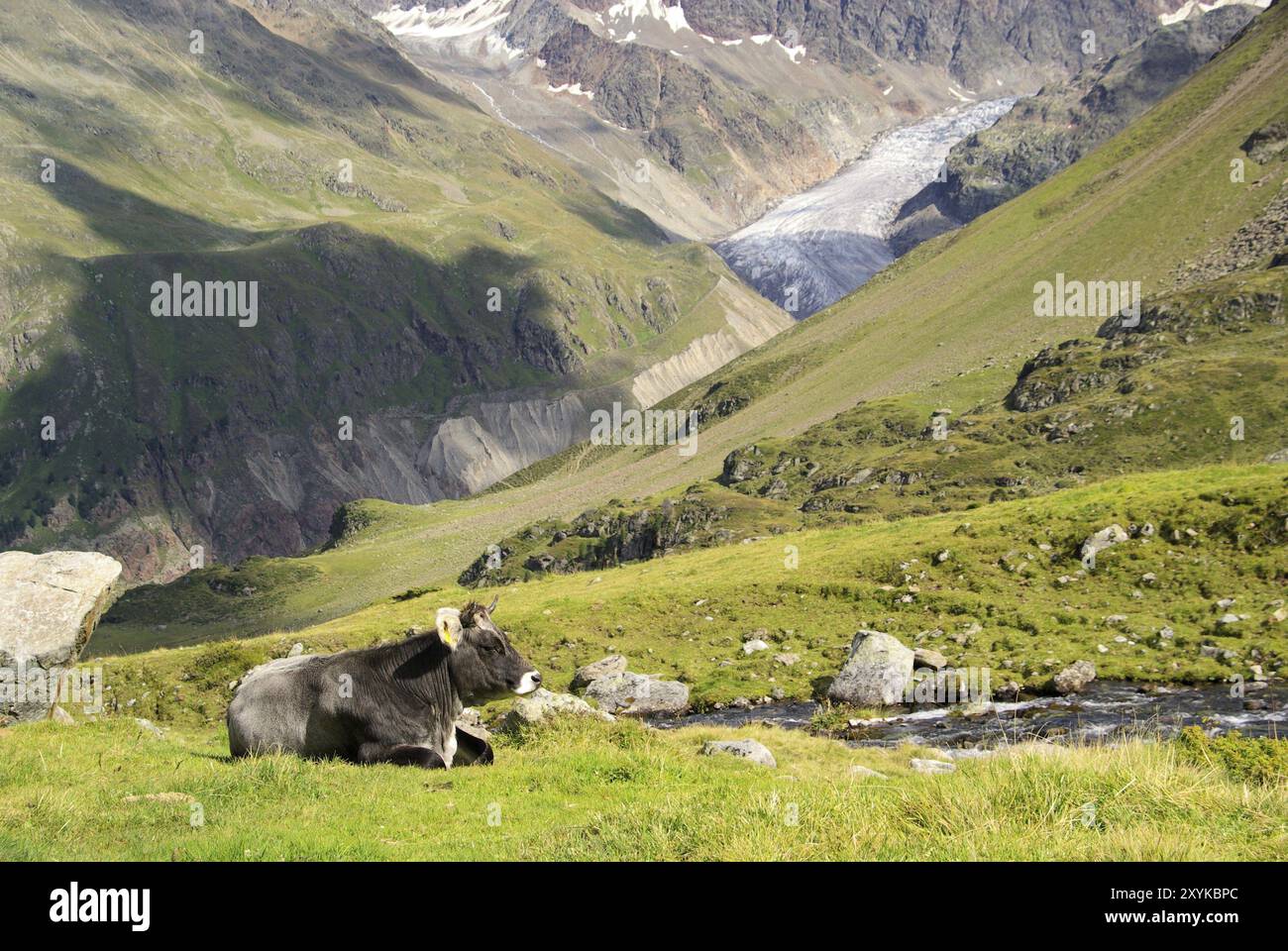 Alpine cow, Alpine cow 07 Stock Photo - Alamy