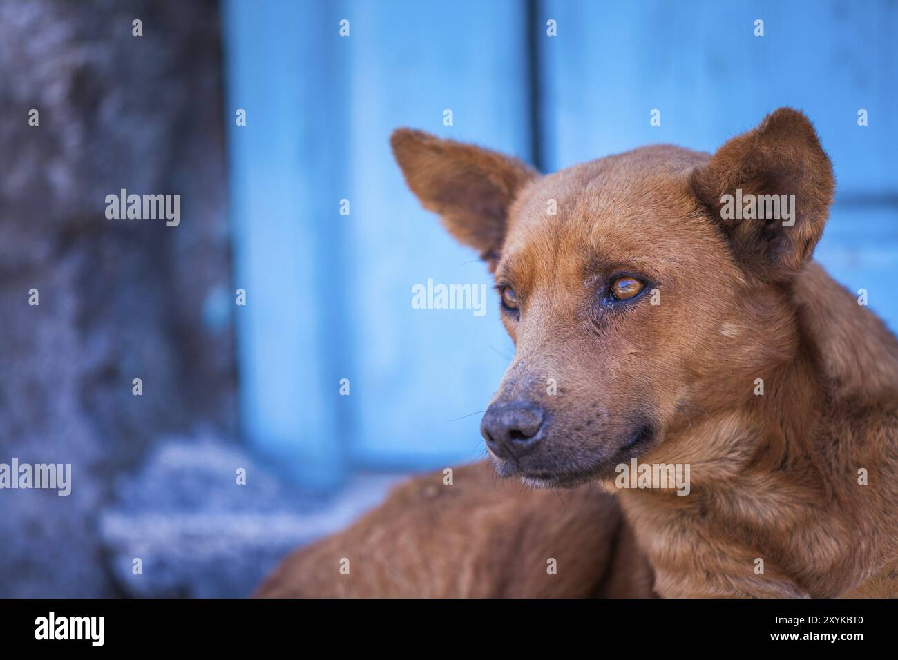 Lie guards hi-res stock photography and images - Alamy