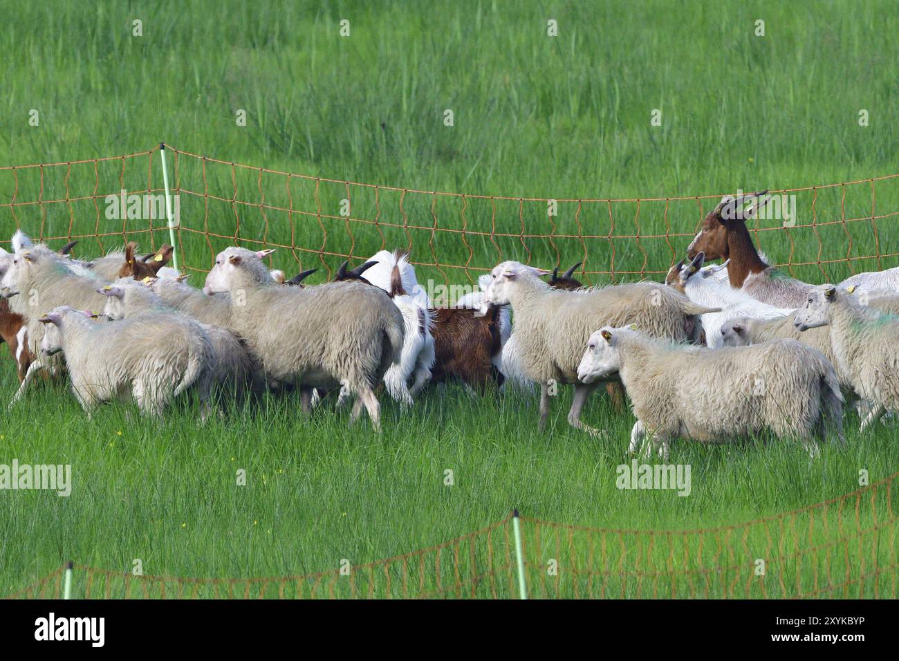 White Polled Heath and Boer goat in biosphere reserve Stock Photo - Alamy