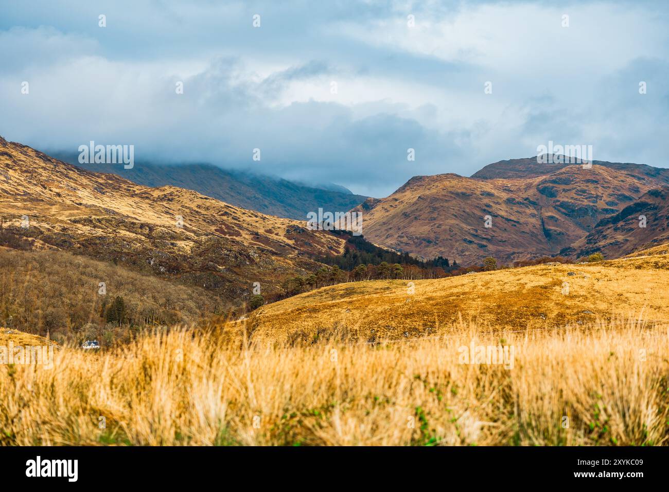 Rolling Golden Grassy Hills in Scotland Stock Photo - Alamy