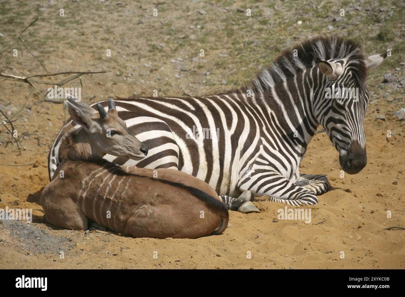 Grant zebra and eland Stock Photo - Alamy
