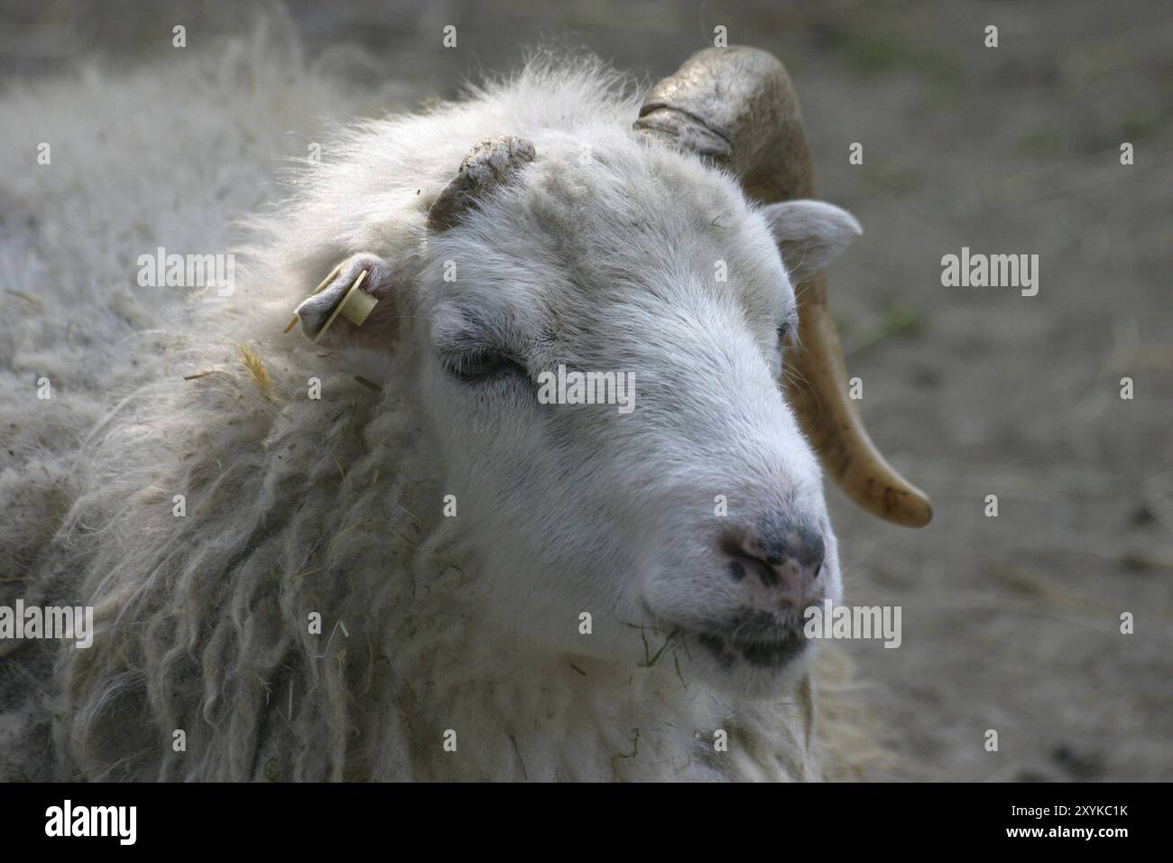 Sheep ram with broken horn Stock Photo - Alamy