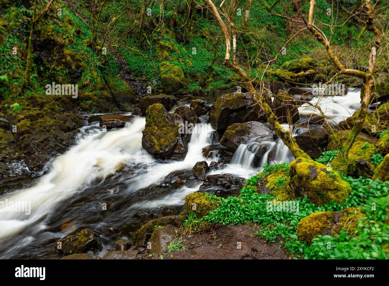 Creek with Waterfalls Surrounded by Greenery Stock Photo - Alamy