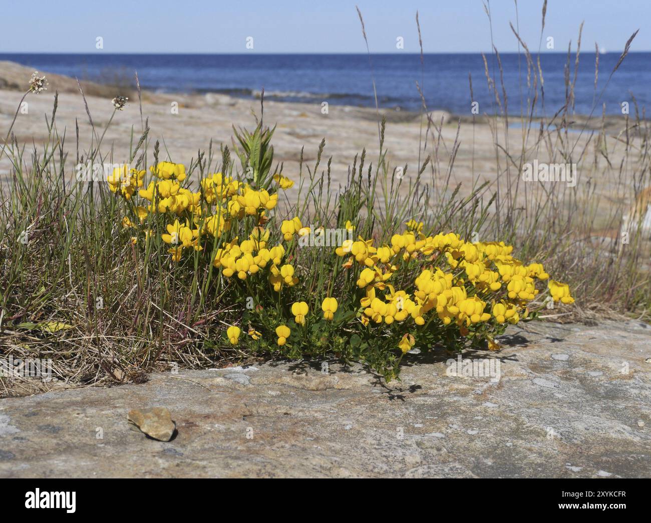 Plantago alpine hi-res stock photography and images - Alamy