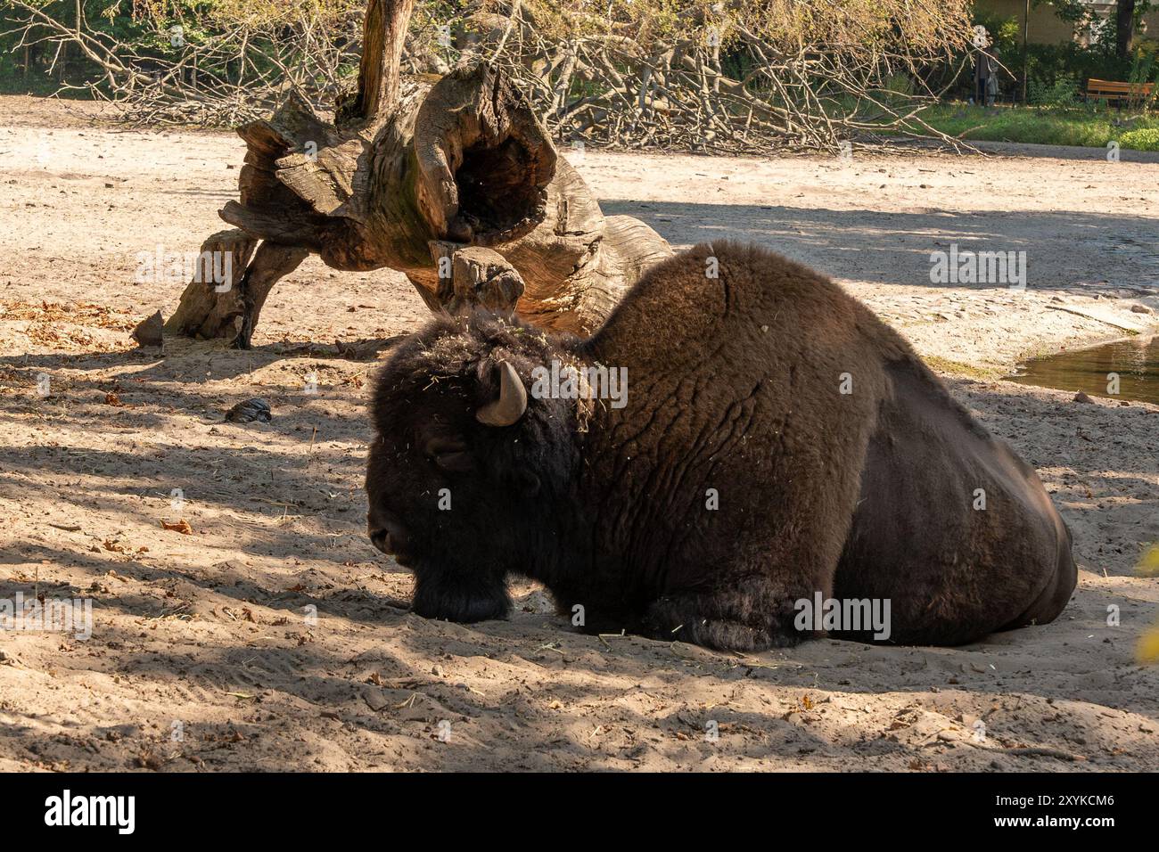 Sleep buffalo hi-res stock photography and images - Alamy