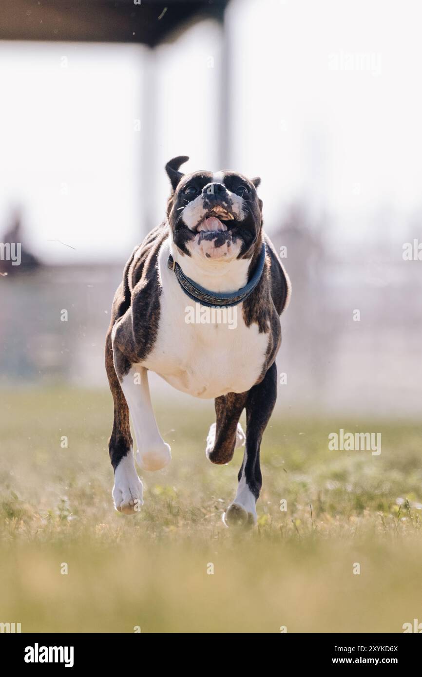 Brindle boxer breed dog hi-res stock photography and images - Alamy