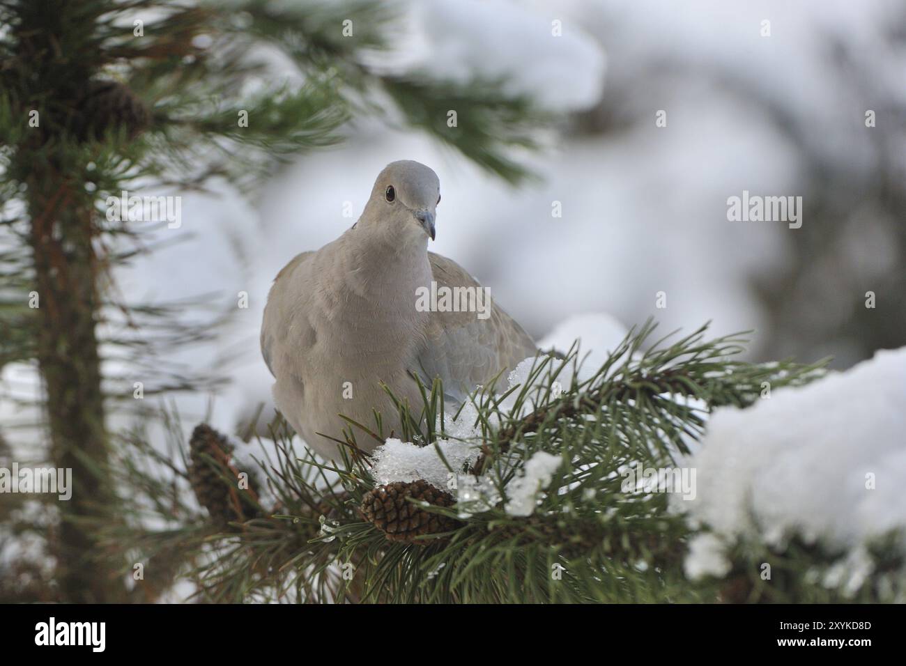White doves on pine tree hi-res stock photography and images - Alamy