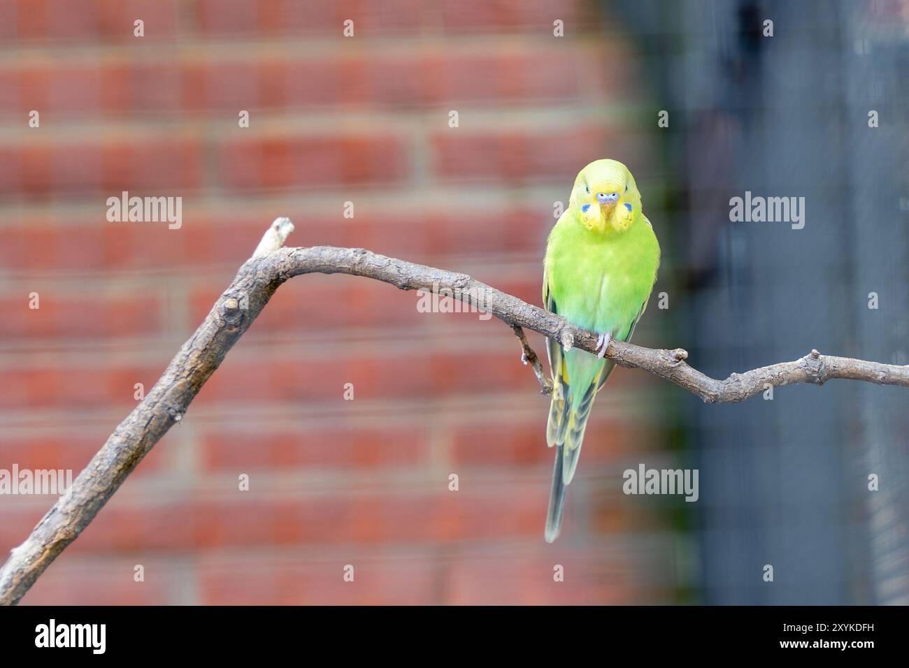 Parrot looks up hi-res stock photography and images - Alamy