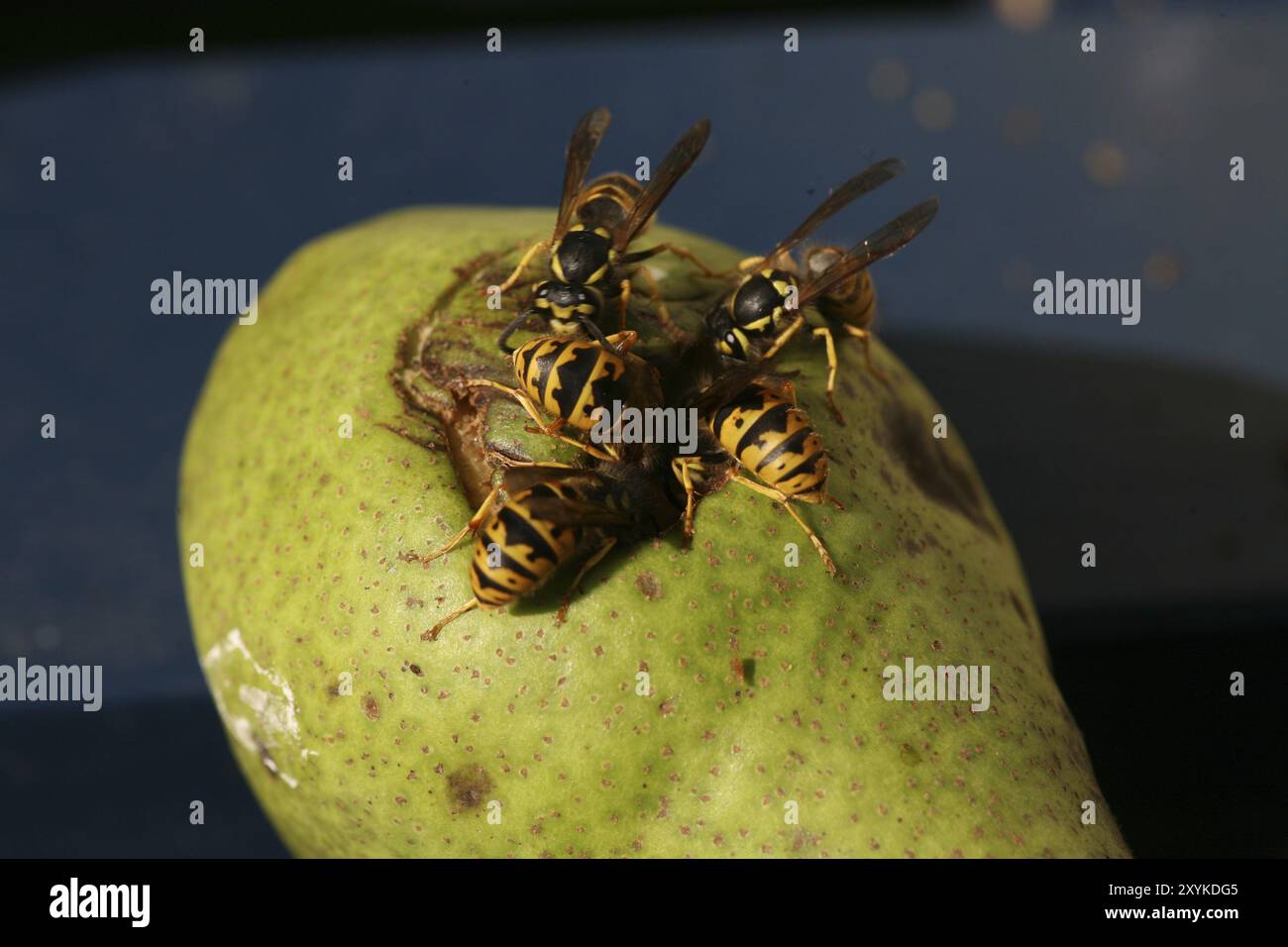 Wasps on (and in) a pear that has fallen from a tree Stock Photo - Alamy