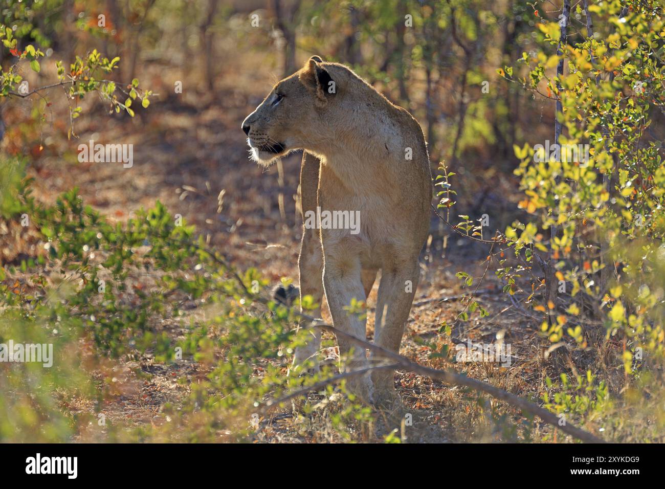 Lioness on the hunt Stock Photo - Alamy