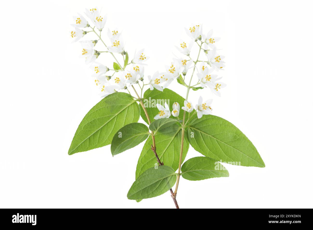 Outside star Cut Out Stock Images & Pictures - Alamy