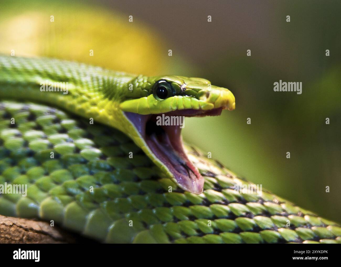 Pointed-headed snake, also known as the leaf snake, habitat China ...