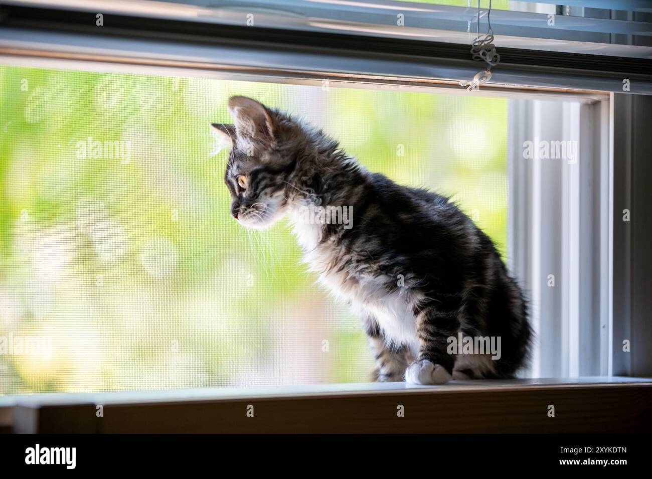 Intense kitten hi-res stock photography and images - Alamy