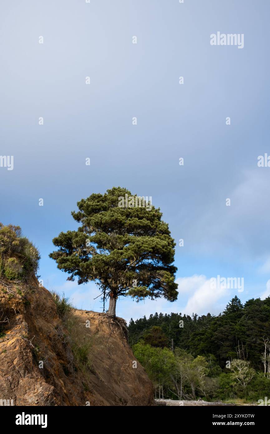 Pine tree growing on cliff hi-res stock photography and images - Alamy