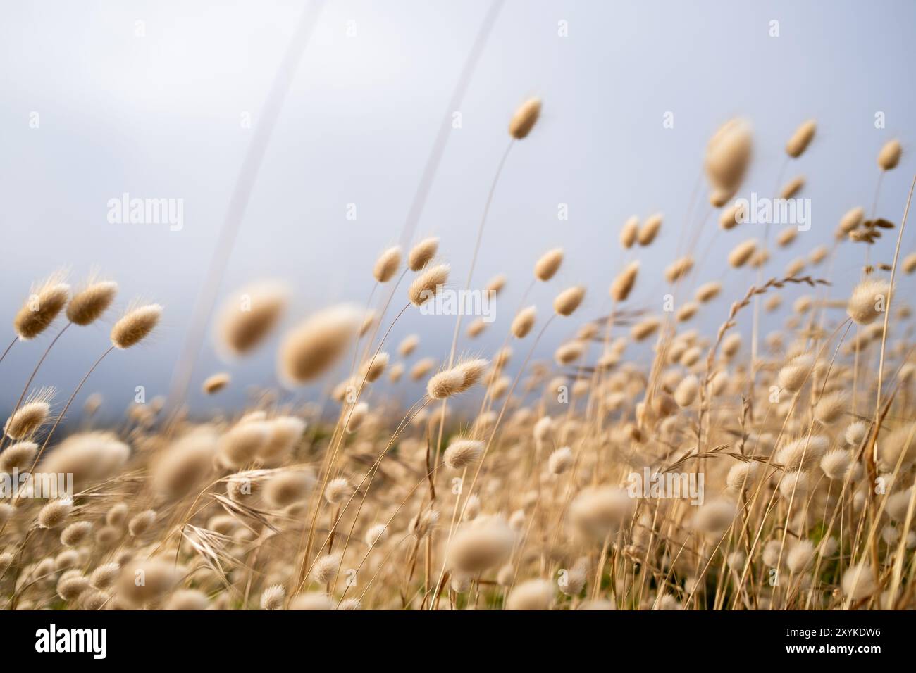 Grass clusters hi-res stock photography and images - Alamy