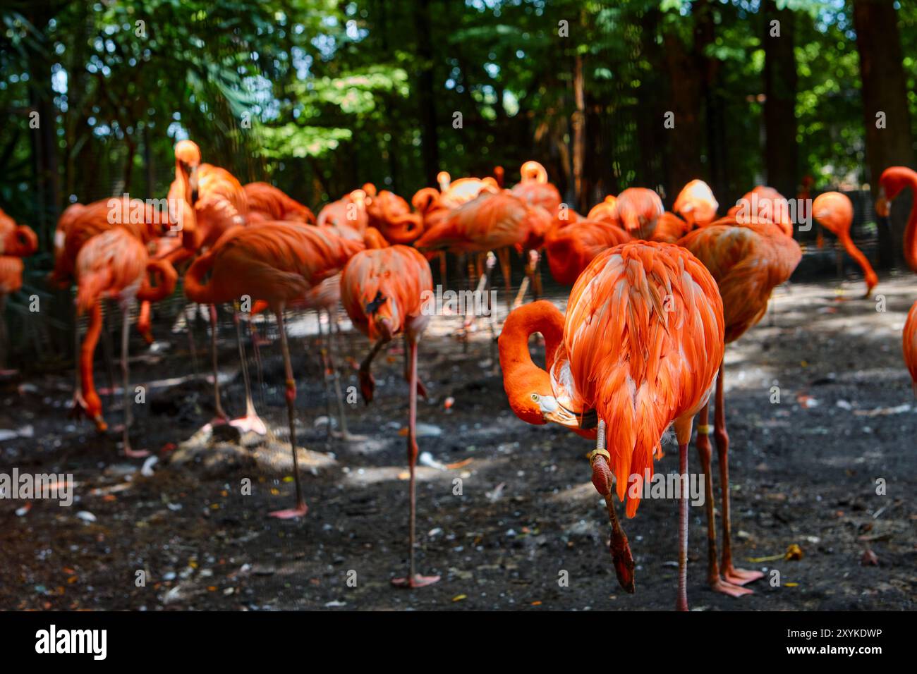 Group of flamingos in the zoo Stock Photo - Alamy
