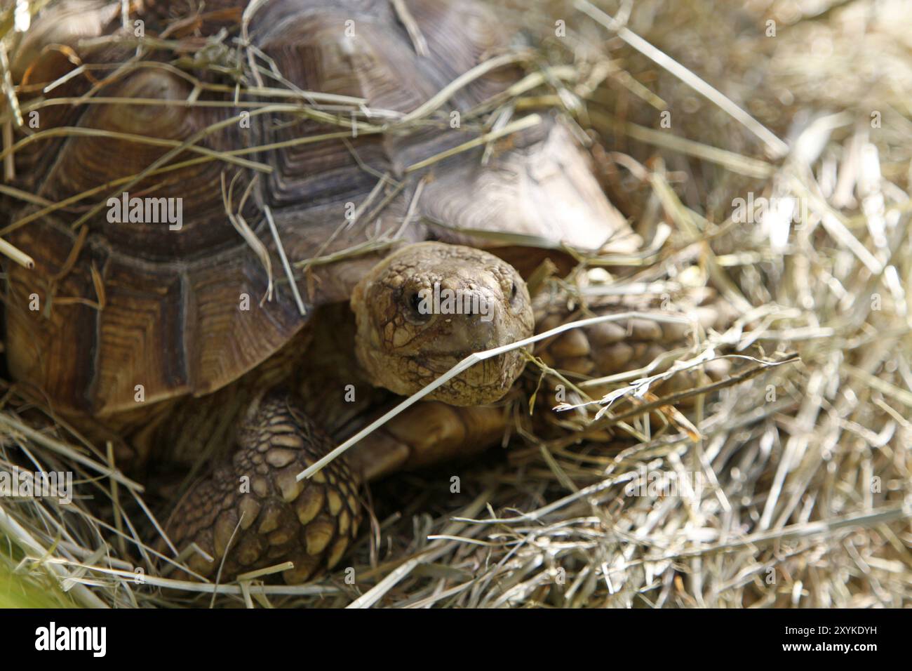 Panther turtle hi-res stock photography and images - Alamy