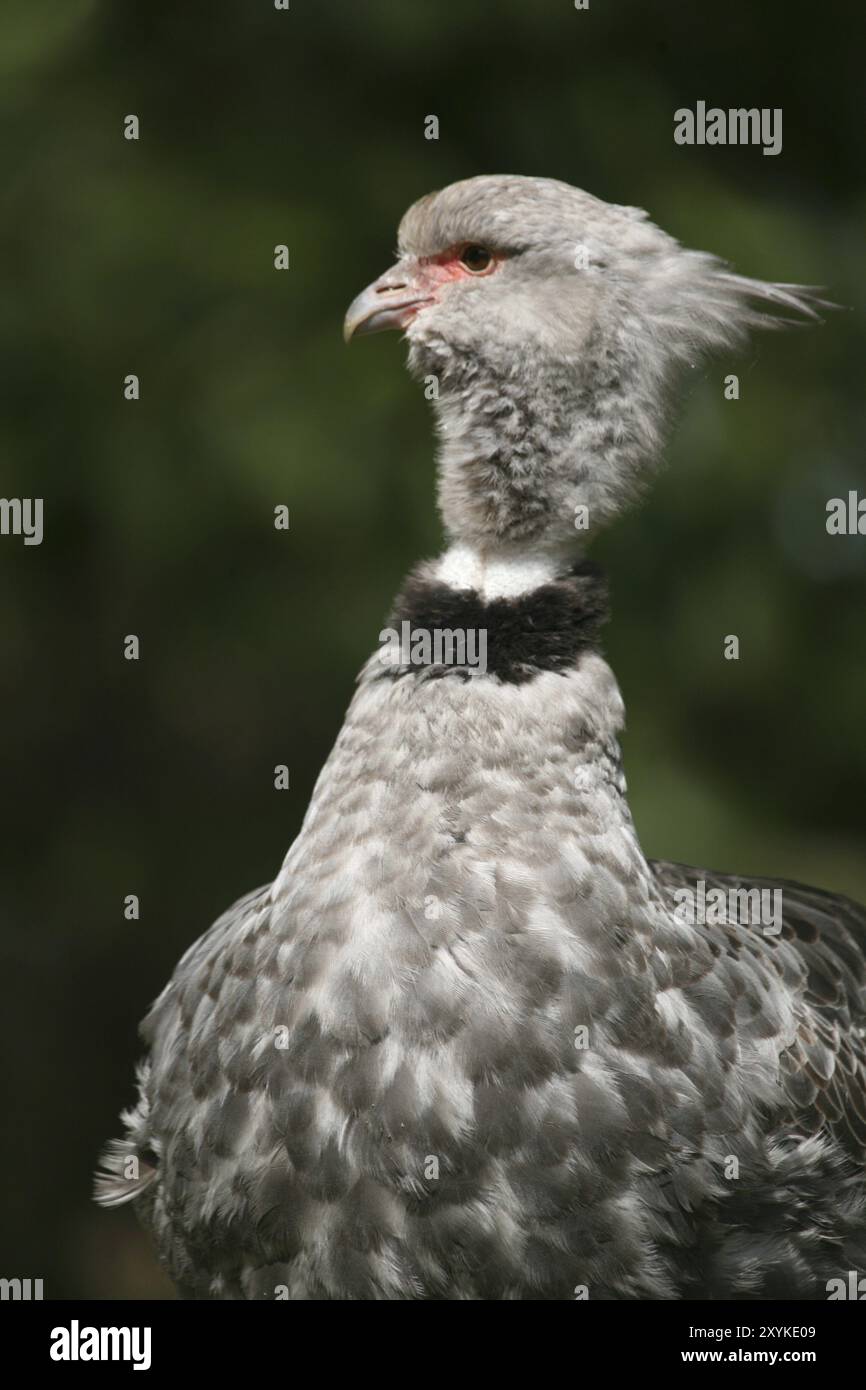 Chaia hi-res stock photography and images - Alamy